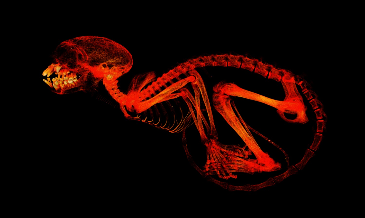 SMIF – Thinking Small | Duke Engineering Magazine