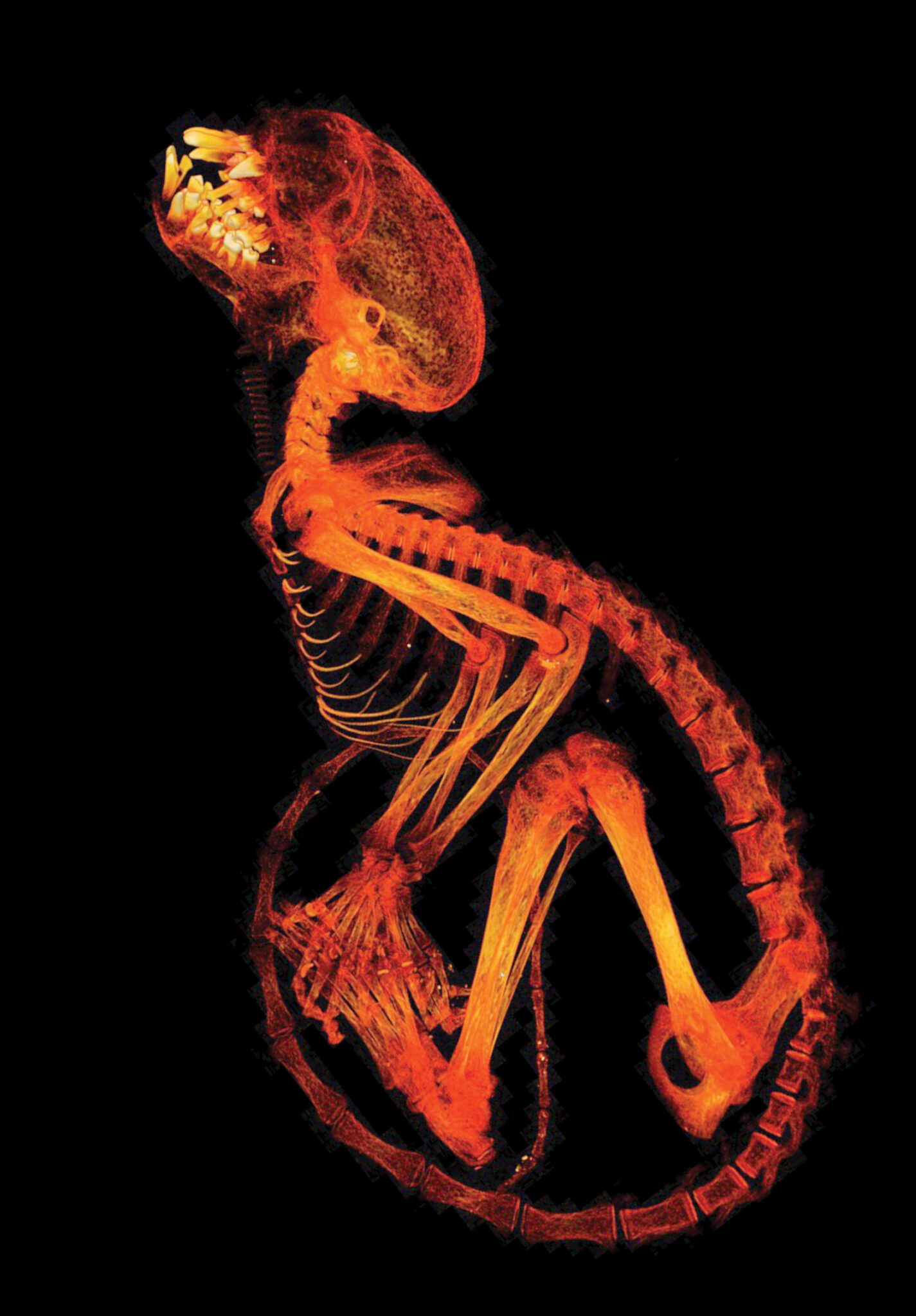 SMIF – Thinking Small | Duke Engineering Magazine